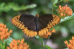 Diana Fritillary - Alabama Butterfly Atlas