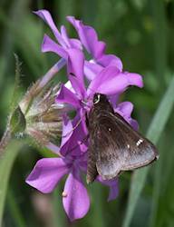 Dusted Skipper - Alabama Butterfly Atlas