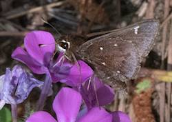 Dusted Skipper - Alabama Butterfly Atlas