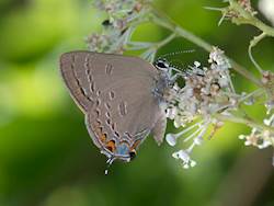 Edwards' Hairstreak - Alabama Butterfly Atlas