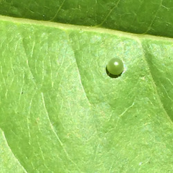 Appalachian Tiger Swallowtail - Alabama Butterfly Atlas