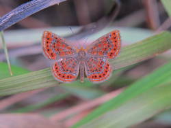 Little Metalmark - Alabama Butterfly Atlas