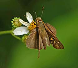 Ocola Skipper - Alabama Butterfly Atlas