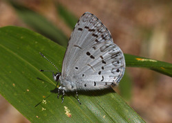 Spring Azure - Alabama Butterfly Atlas