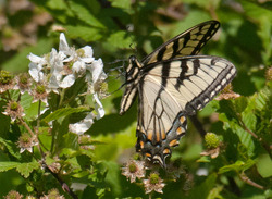 Appalachian Tiger Swallowtail - Alabama Butterfly Atlas