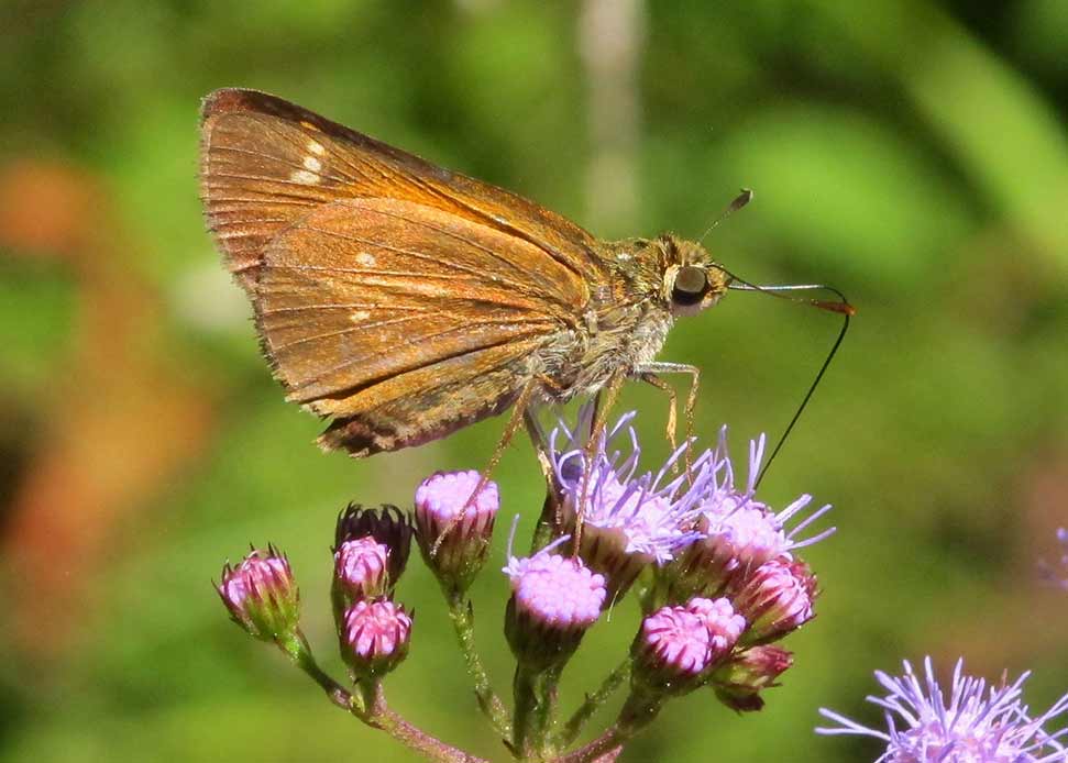 Yehl Skipper - Alabama Butterfly Atlas