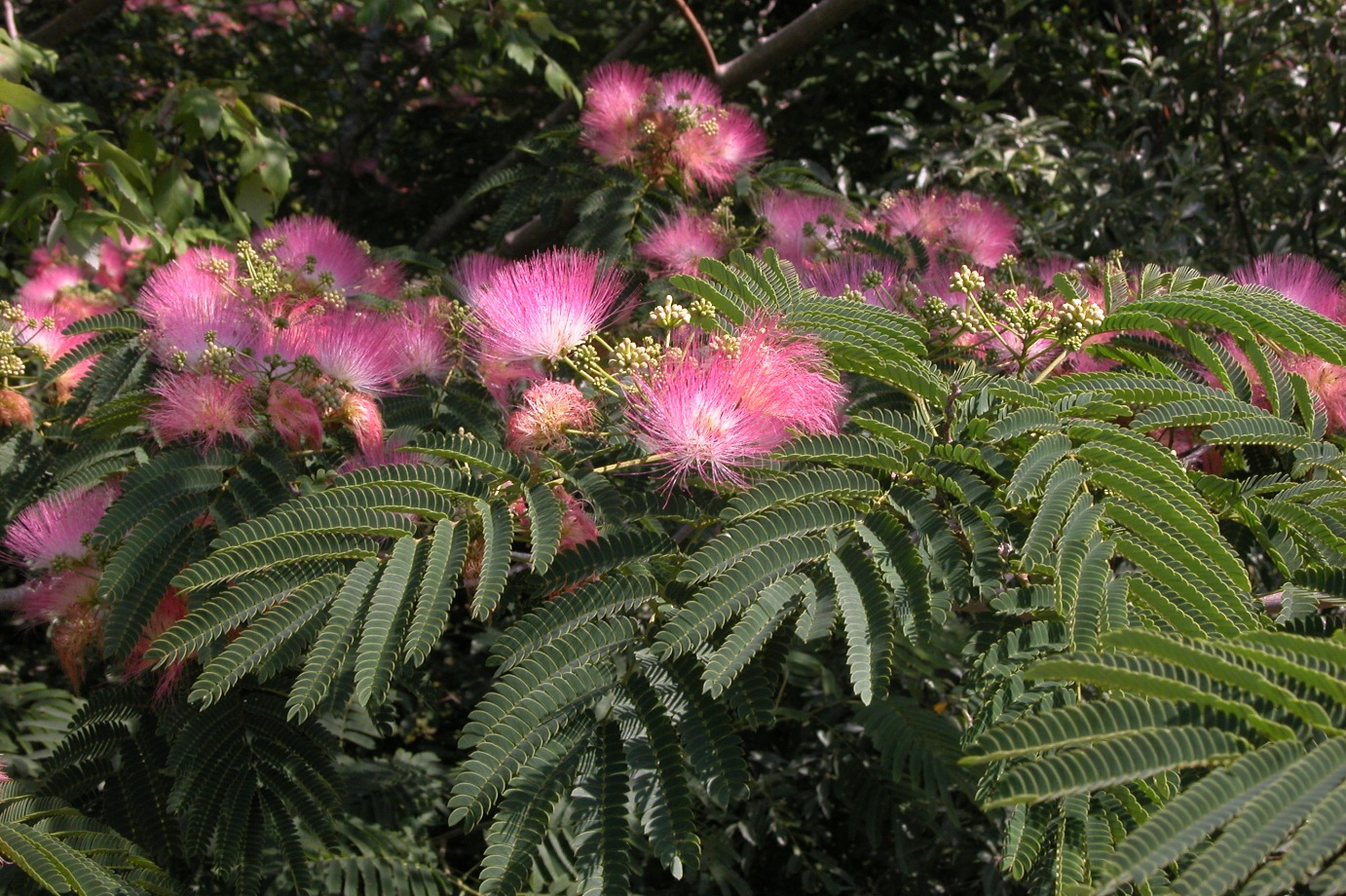 Summer Azure - Alabama Butterfly Atlas