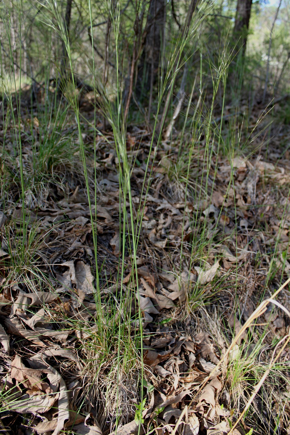 Little Wood-Satyr - Alabama Butterfly Atlas
