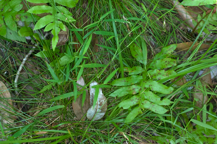 Mitchell's Satyr - Alabama Butterfly Atlas