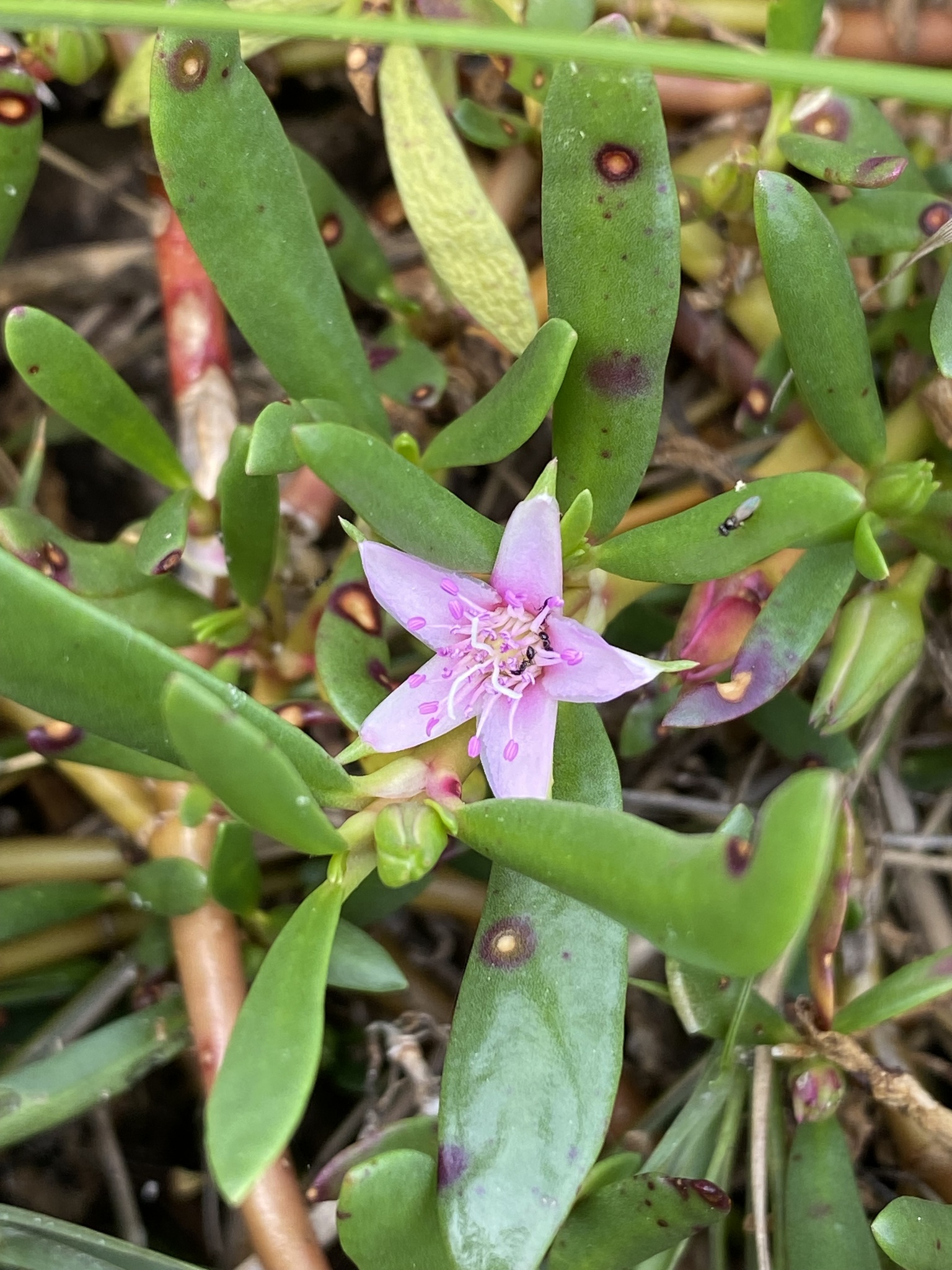 Western Pygmy-Blue - Alabama Butterfly Atlas
