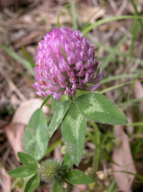 Eastern Tailed-Blue - Alabama Butterfly Atlas