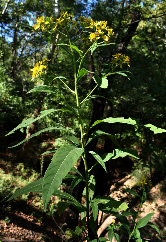 Summer Azure - Alabama Butterfly Atlas