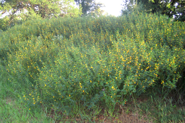 Sleepy Orange - Alabama Butterfly Atlas