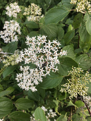 Summer Azure - Alabama Butterfly Atlas